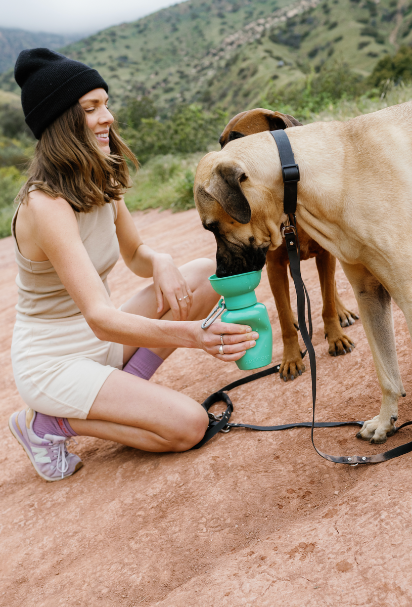 수분섭취를 위한 꿀팁: 수의사가 알려주는 요령